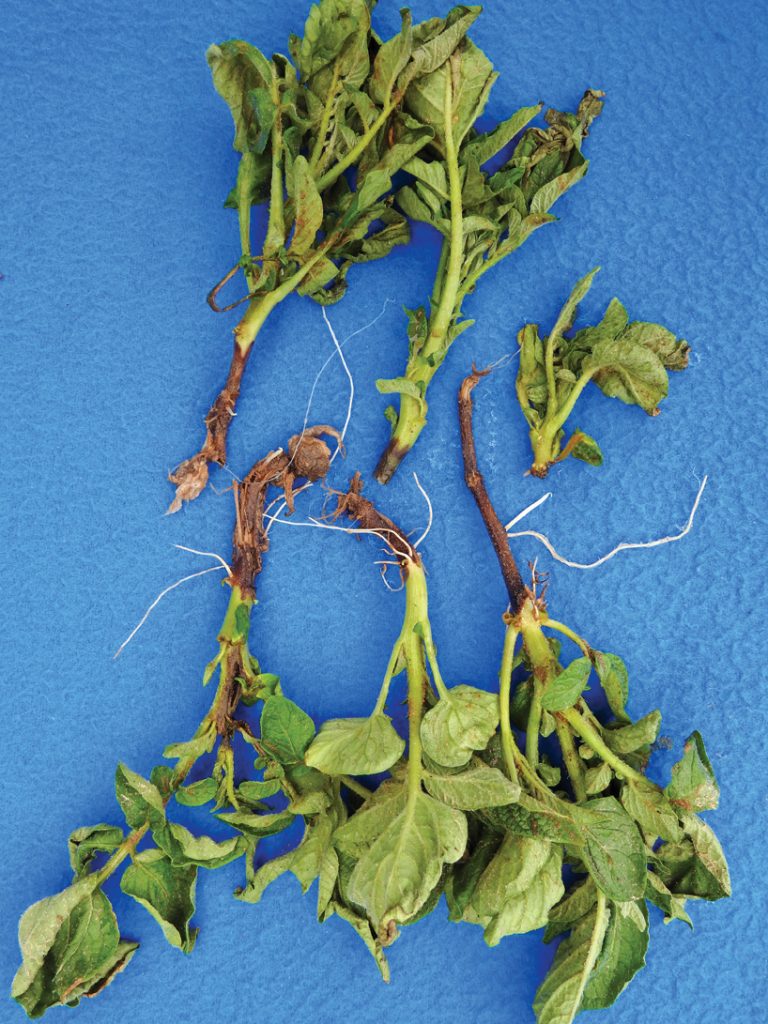 Dickeya: A New Disease Causing Major Impact - Potato Country