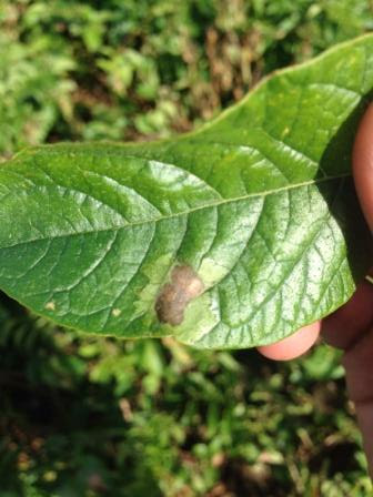 Late Blight Found in Columbia Basin - Potato Country