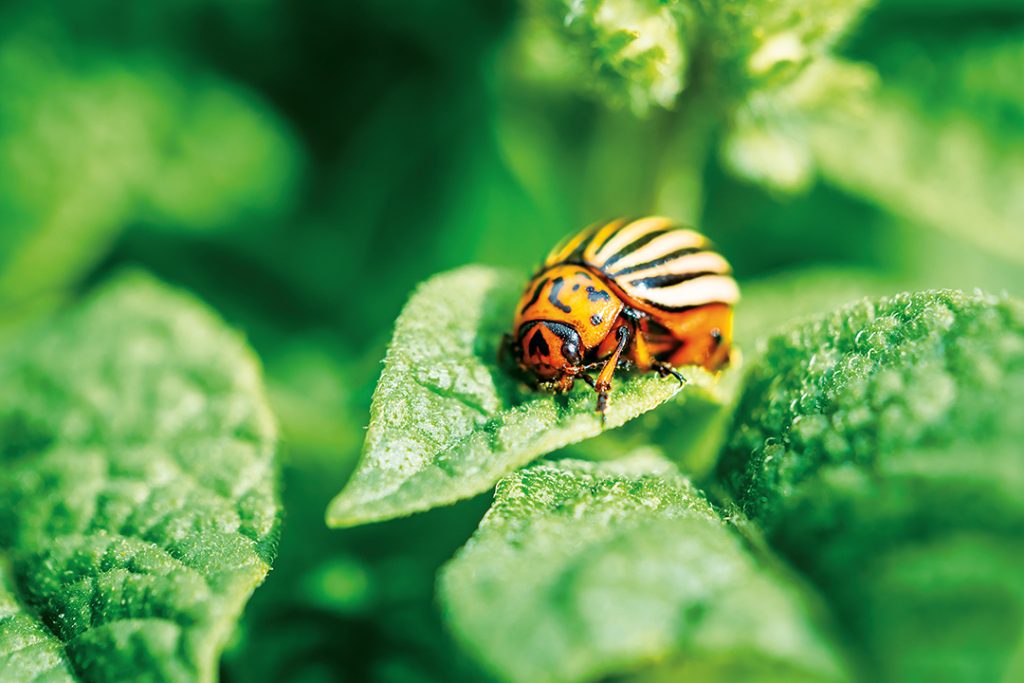 Colorado Potato Beetle Management Innovations - Potato Country