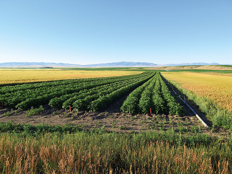 2018 Western Seed Reports - Potato Country