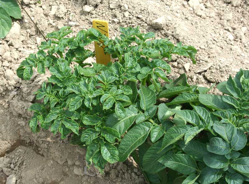 New Brunswick Seed Shows Low PVY - Potato Country