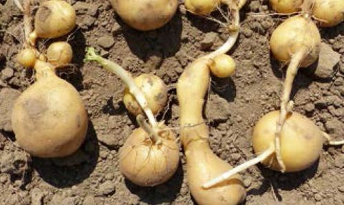 Potato Tuber Second Growth - Potato Country
