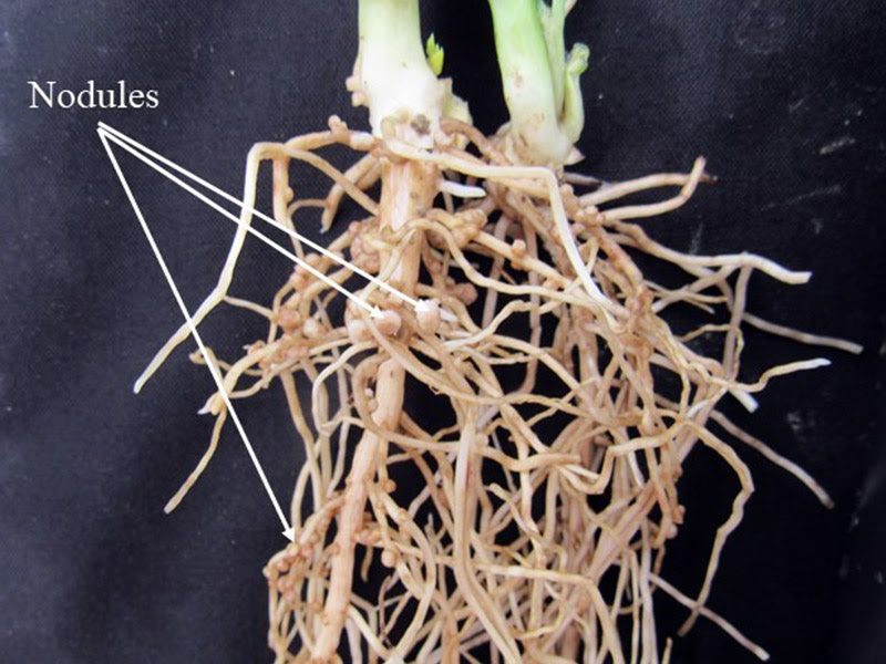 How Do Different Root Structures Affect Soil? - Potato Country