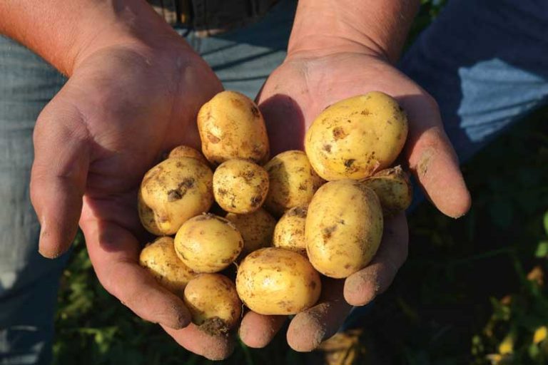 A Climate for Quality - Potato Country