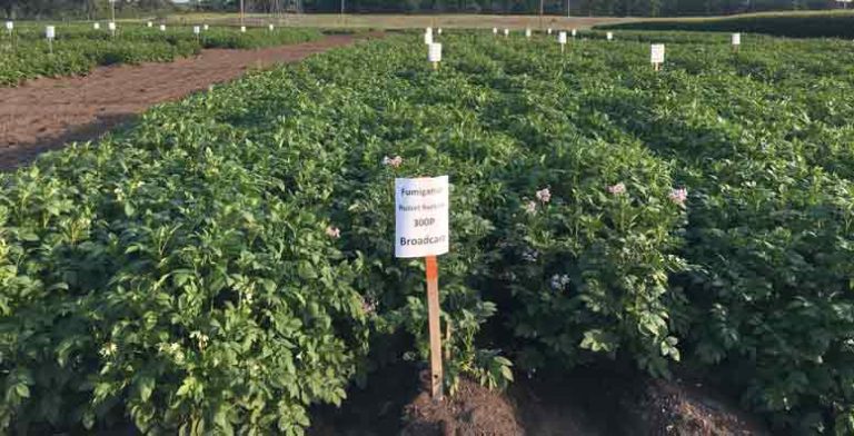 A Deep Dive Into the Potato Phosphorus Response Puzzle - Potato Country