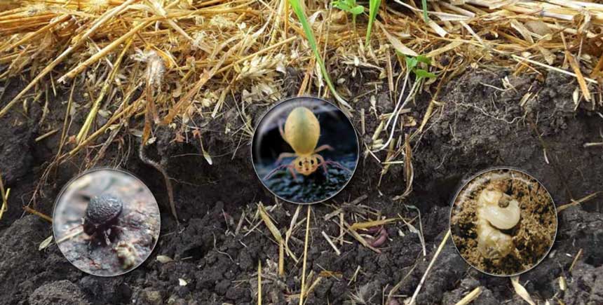 Farming With Soil Life: A Handbook for Supporting Soil Invertebrates ...