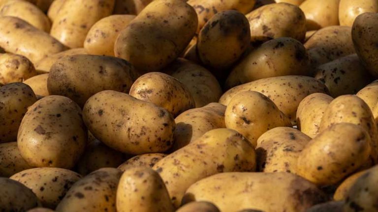Potato Country - Potato industry news and events from a publisher of ...