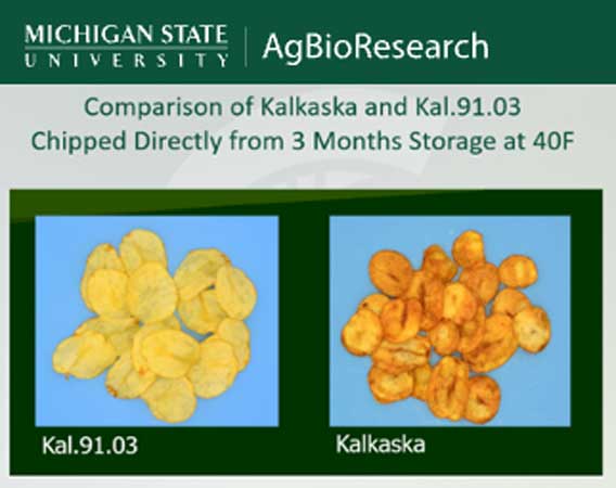 New Genetically Engineered Potato Produces Healthier and Higher-Quality ...