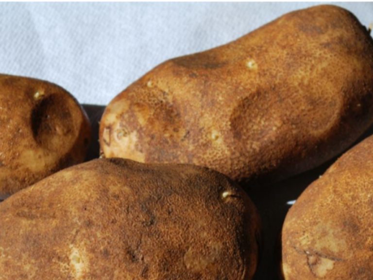 Minimize Bruising at Harvest - Potato Country