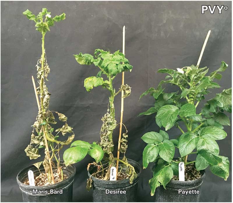 Breeding for Broad Resistance to PVY - Potato Country