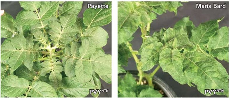 Breeding for Broad Resistance to PVY - Potato Country